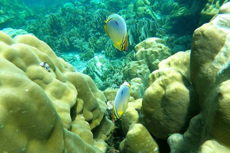 Koh Haa & Koh Rok Tour sWith Go2Lanta - Best Tours Koh Lanta